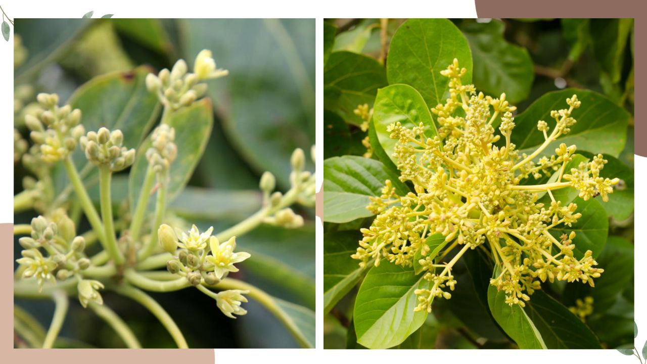 Growing Avocados : Flowering And Pollination Agriculturalsite.com