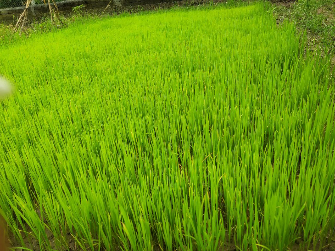 Nursery Raising Techniques Of Rice Agriculturalsite.com