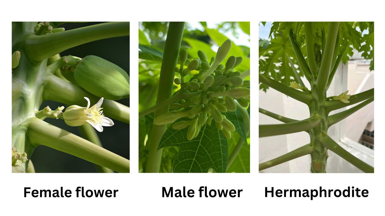 Growing Papaya: Flowering And Pollination AgriculturalSite.com