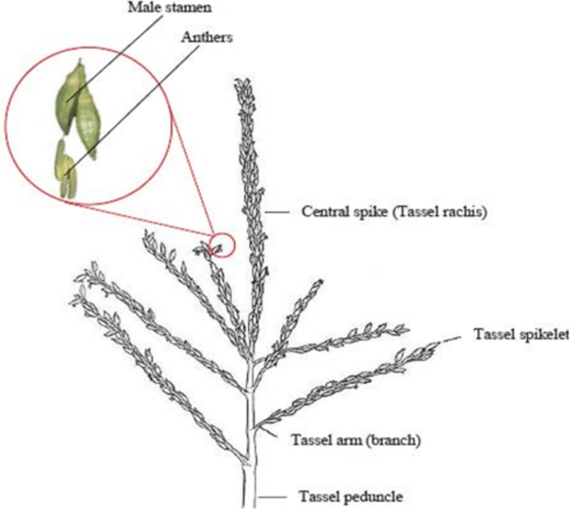 Botanical Description Of Maize AgriculturalSite.com